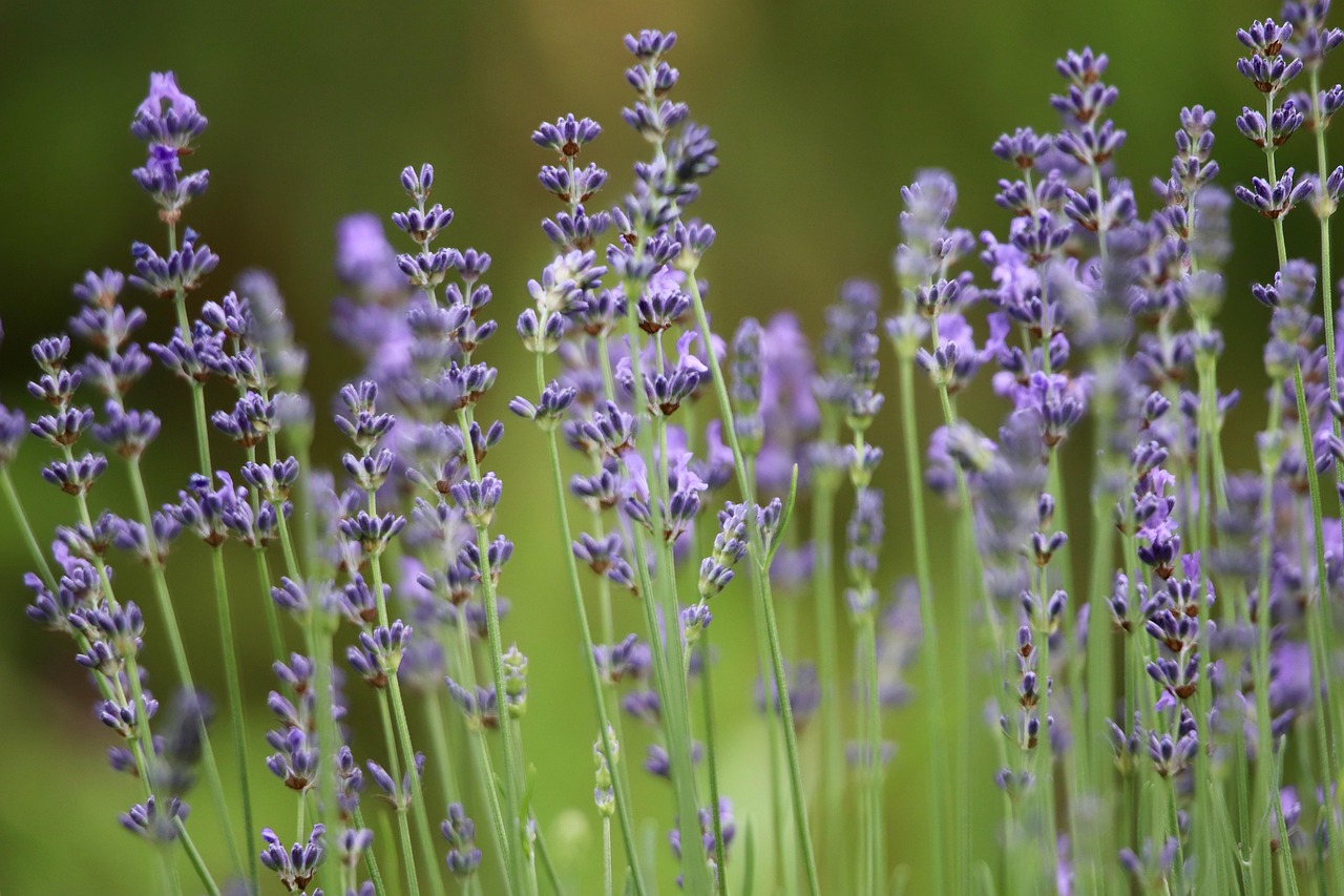 Bite-Free Evenings: 3 Backyard Tips to Keep Mosquitoes and Bugs Away ...